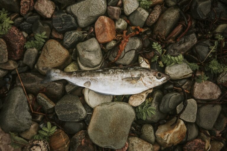 Frontline Asset Strategies collecting on old credit card debt.